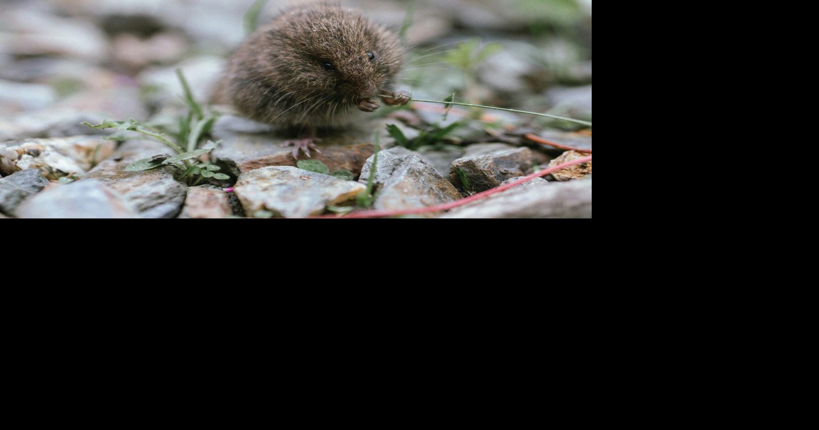 Spring awakens indoors and out, bringing unexpected wildlife encounters ...