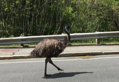 Escaped emu evades recapture in North Adams | | berkshireeagle.com