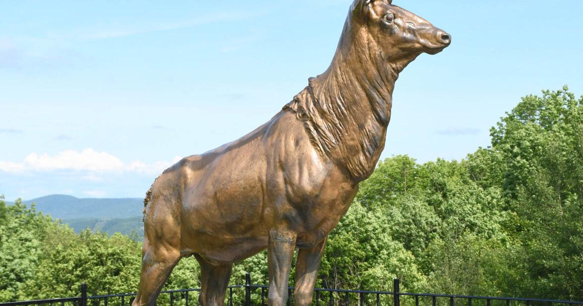 The Elk on the Mohawk Trail | | berkshireeagle.com