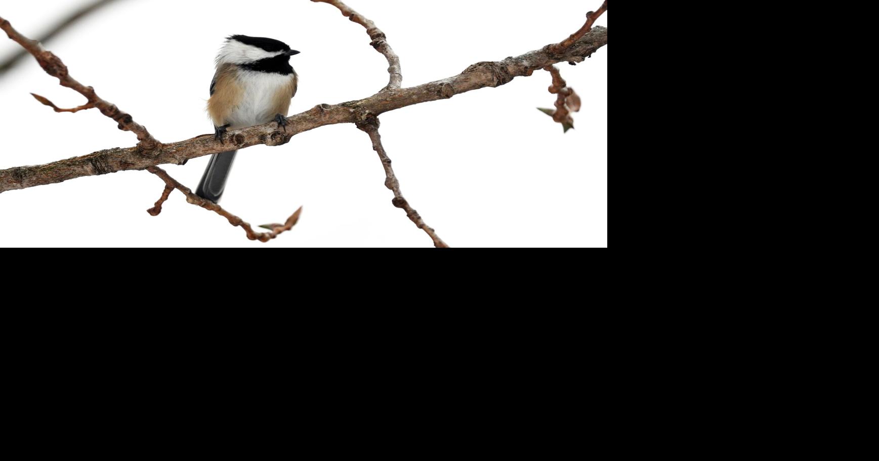 Can you name these winter songbirds spotted at Pleasant Valley Wildlife ...