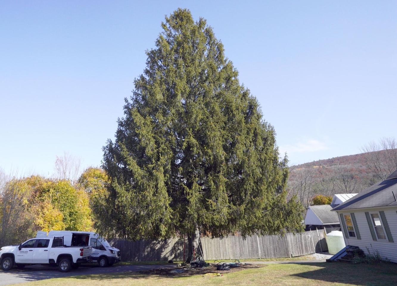 How does a 71-foot Norway spruce tree headed for Rockefeller Center get ...
