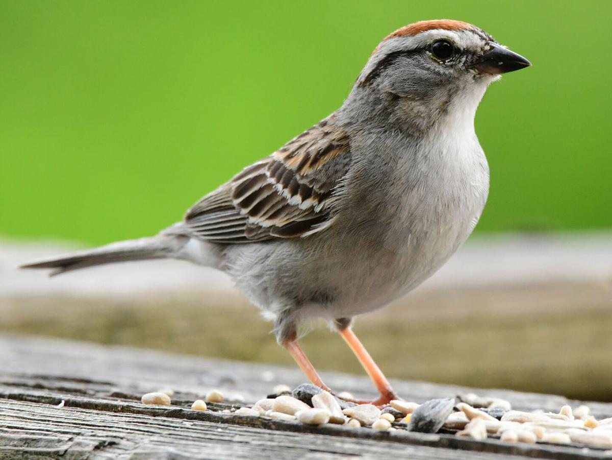 Small but hardy, chipping sparrows thrive across North America | Arts ...