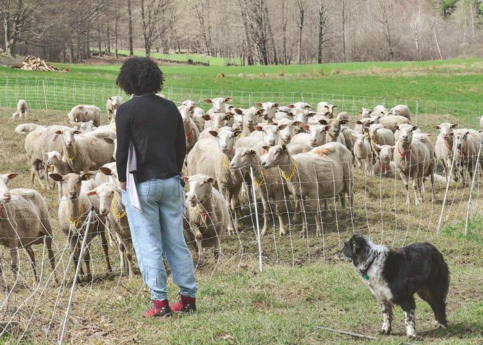 Vermont Shepherd cheese: Outstanding in their fields | Arts and Culture ...