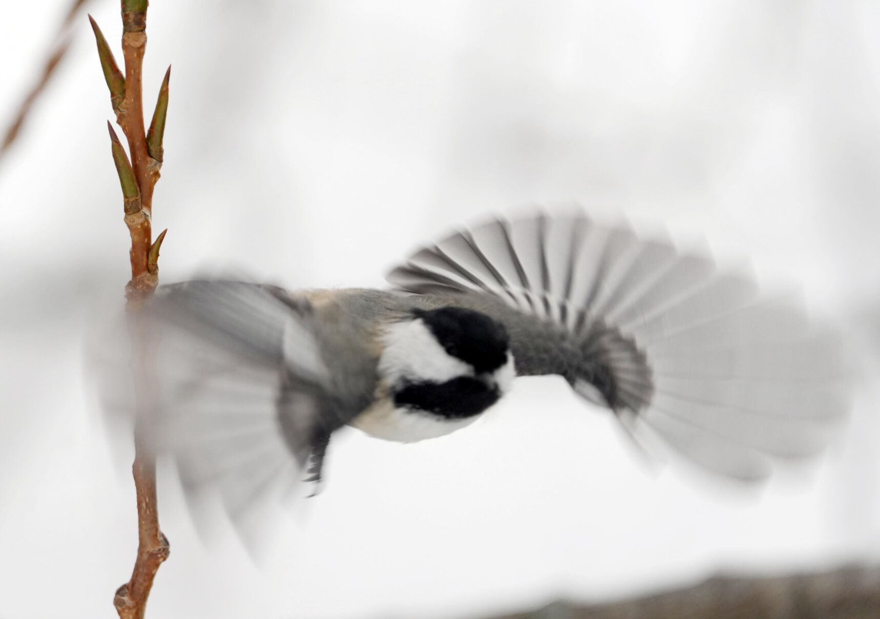 Can you name these winter songbirds spotted at Pleasant Valley Wildlife ...