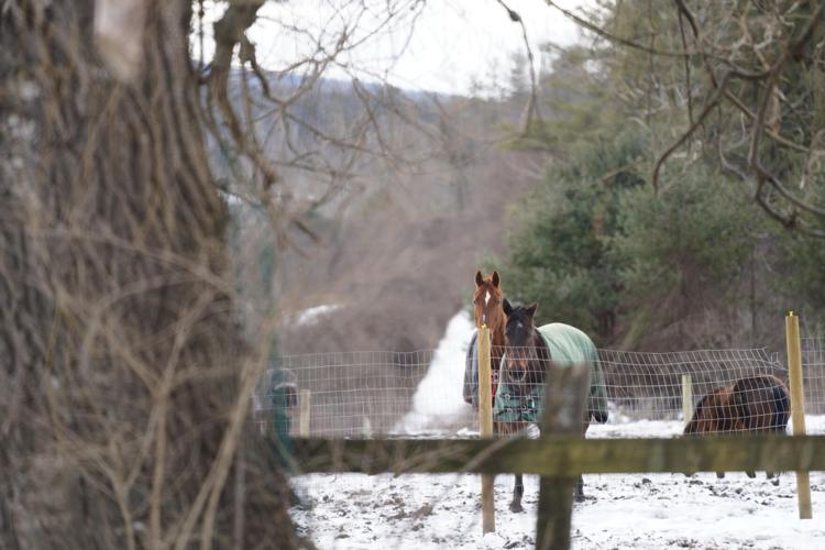 Photos: Horse riding at Undermountain Farm | | berkshireeagle.com