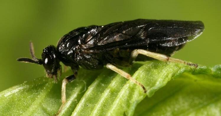 There's a new invasive insect gobbling up elm tree leaves in Berkshire ...