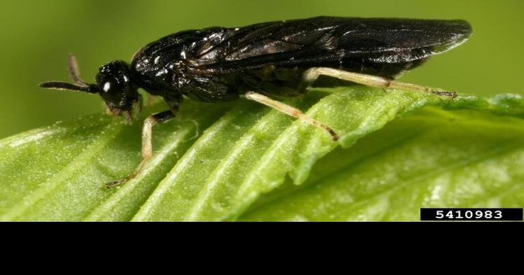 There's a new invasive insect gobbling up elm tree leaves in Berkshire ...