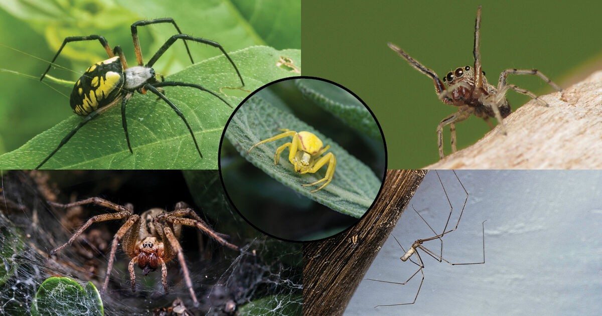 5 spiders you'll actually find in the Berkshires | Local News | The ...