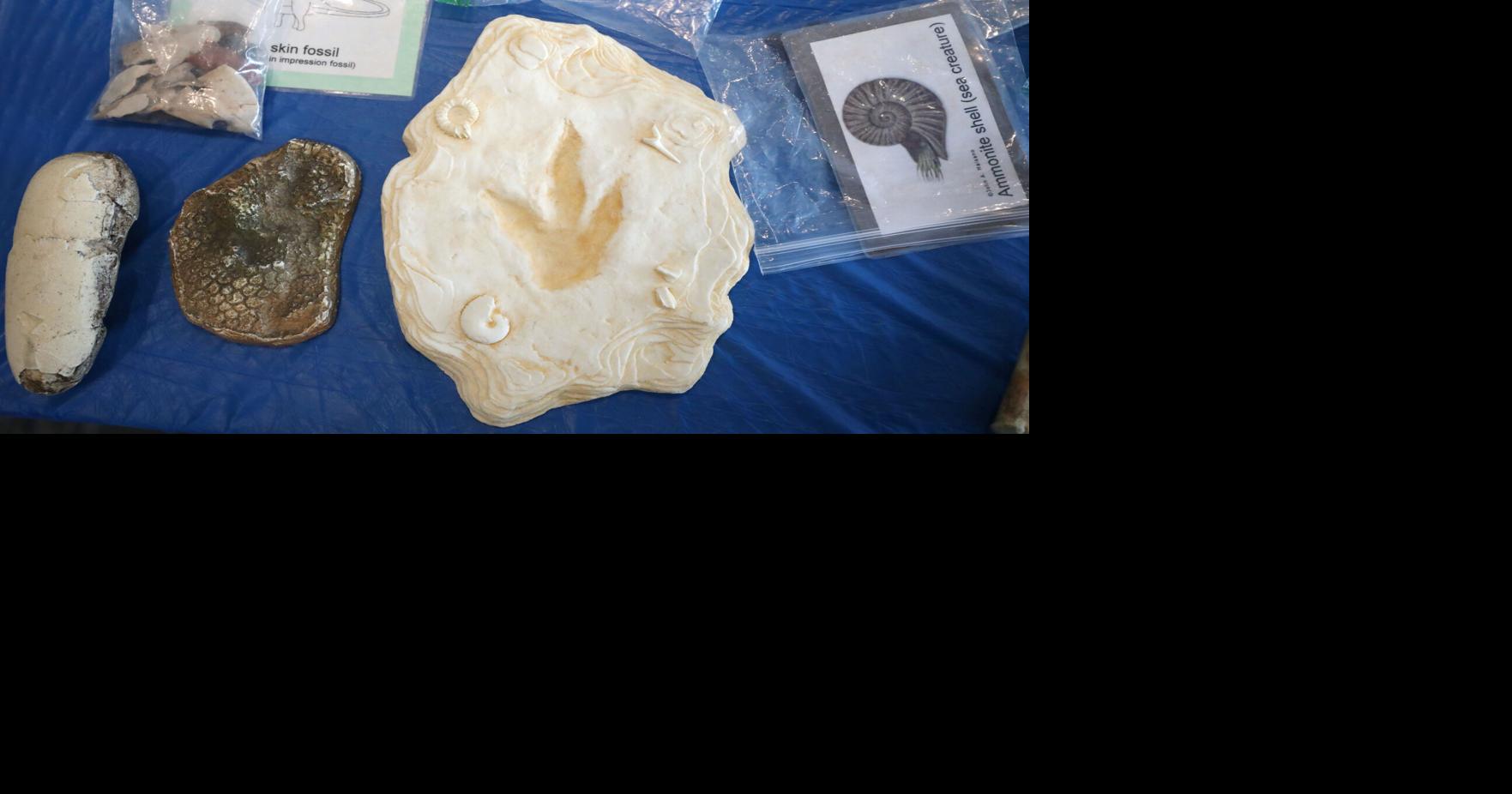 table with fossils and bones | | berkshireeagle.com