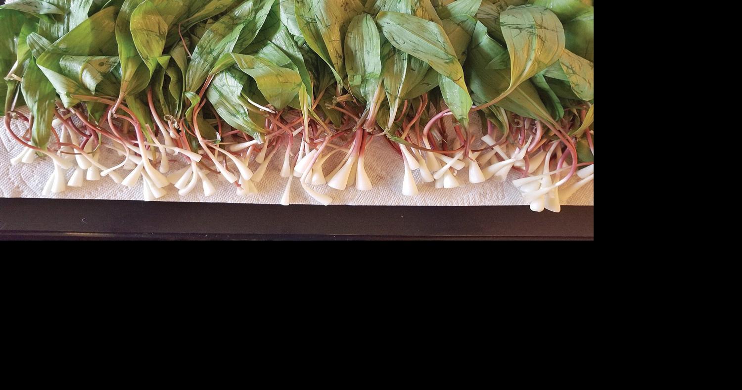 Spring foraging: Amp up the flavor with fresh ramps | Arts and Culture ...
