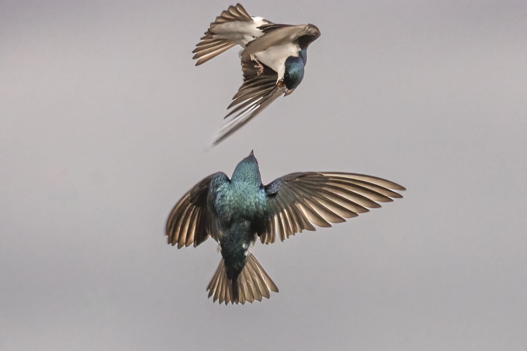 As tree swallows arrive, spring begins to awaken across the landscape ...