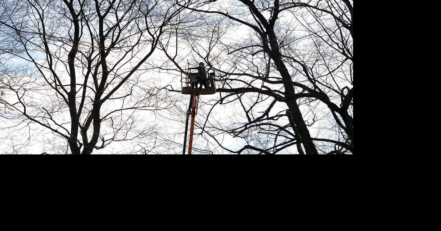 trees | | berkshireeagle.com