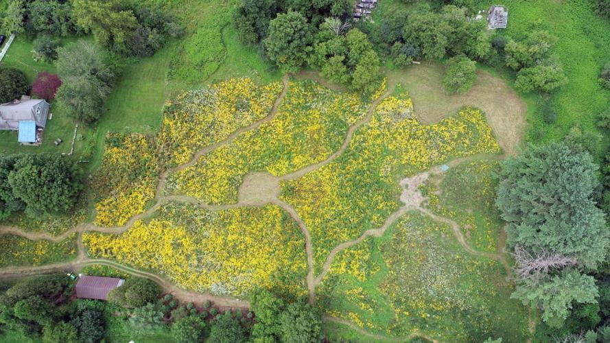 Photos: Berkshire Botanical Garden Wildflower Meadow | Multimedia ...