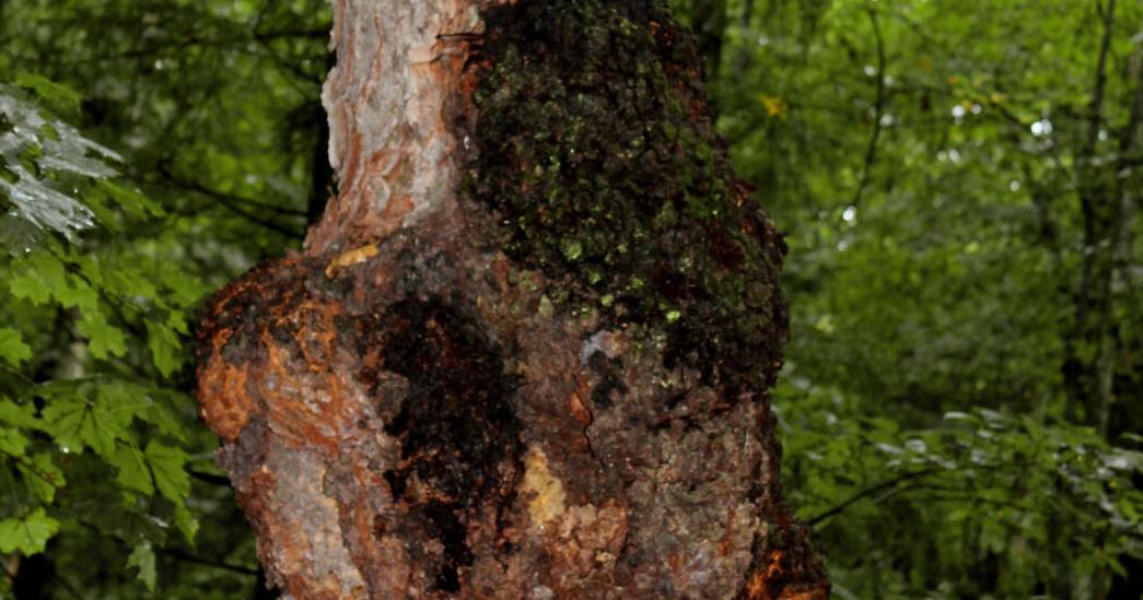 Thom Smith: What is on this tree? | Arts and Culture | berkshireeagle.com
