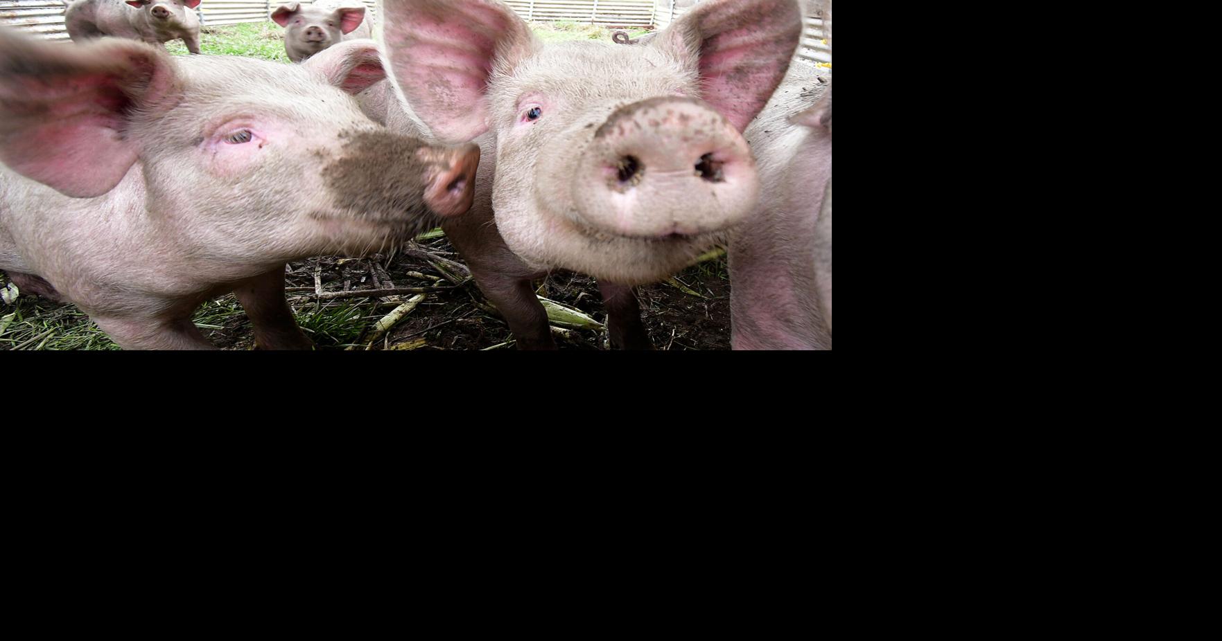 Question 3 may not affect Berkshire County pig farmers that much, but ...