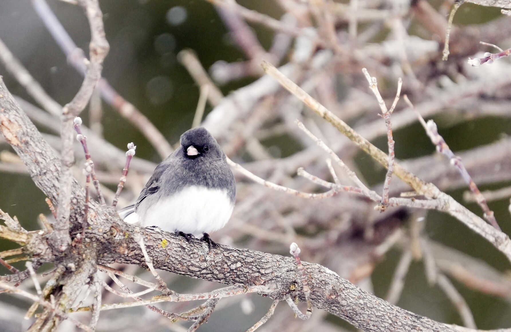 Can you name these winter songbirds spotted at Pleasant Valley Wildlife ...
