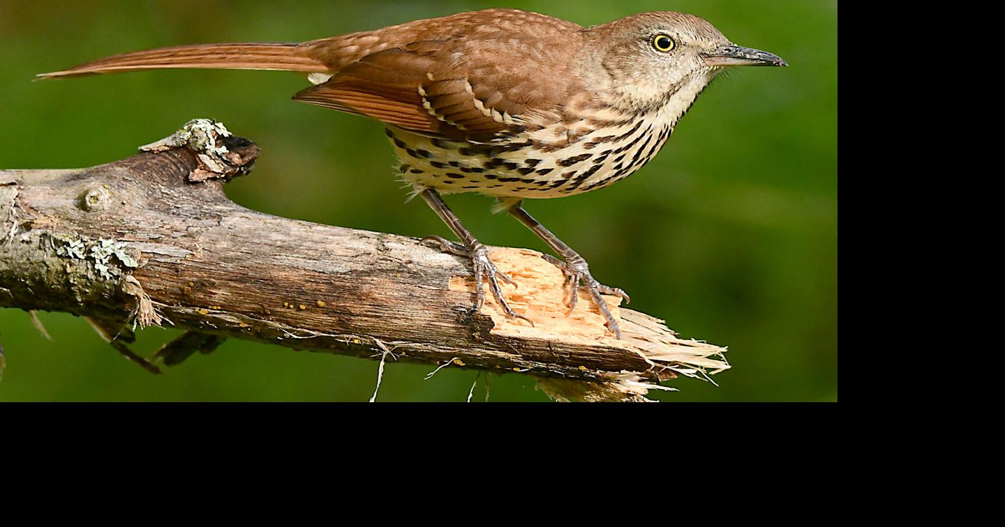 brown thrasher information