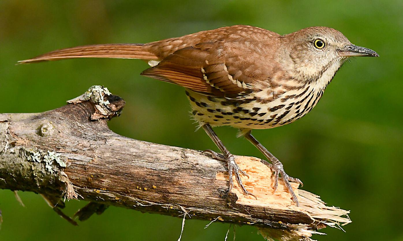brown thrasher range