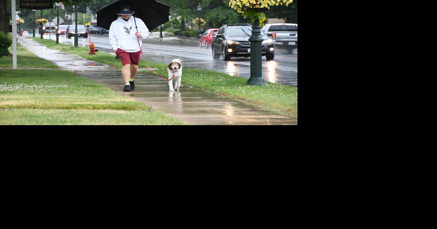 A man walks a dog in the rain | | The Berkshire Eagle