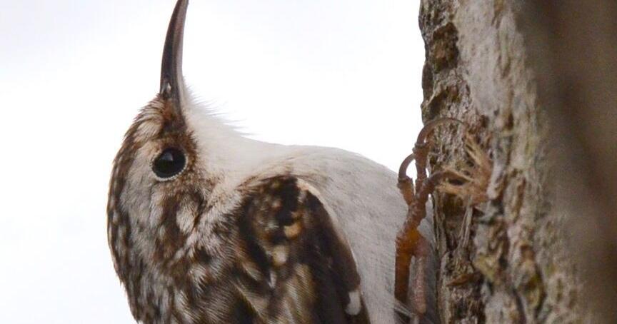 Looking like tiny pieces of moving bark, the brown creeper is easily ...
