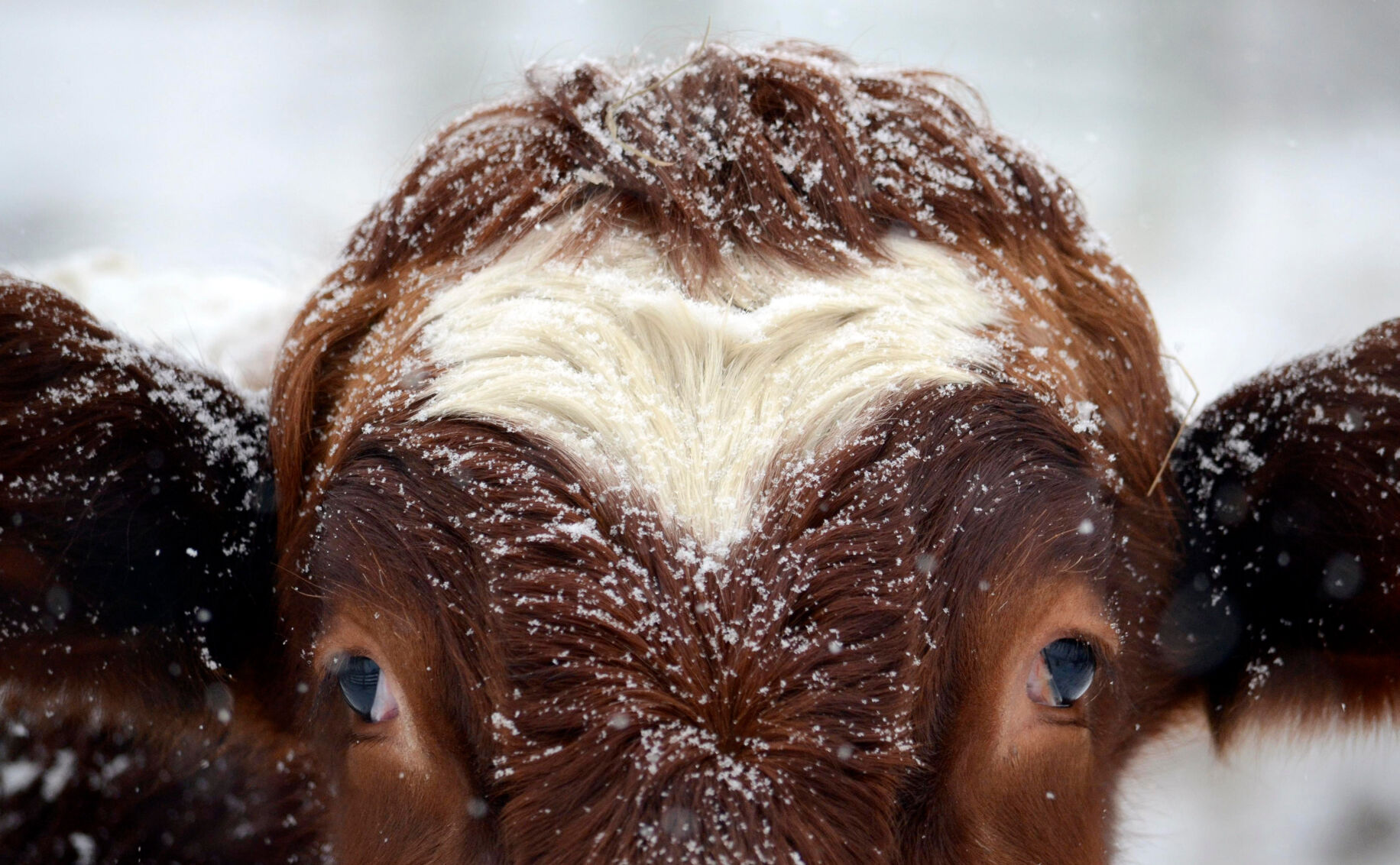 Cool cows and cozy crops: Winter farming in New England | Columnists ...
