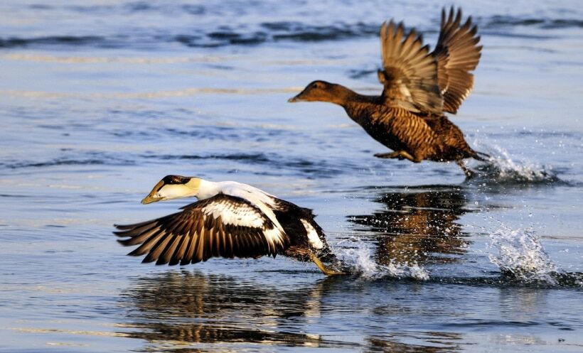 Gene Chague: Small game, upland game and waterfowl hunting seasons are ...