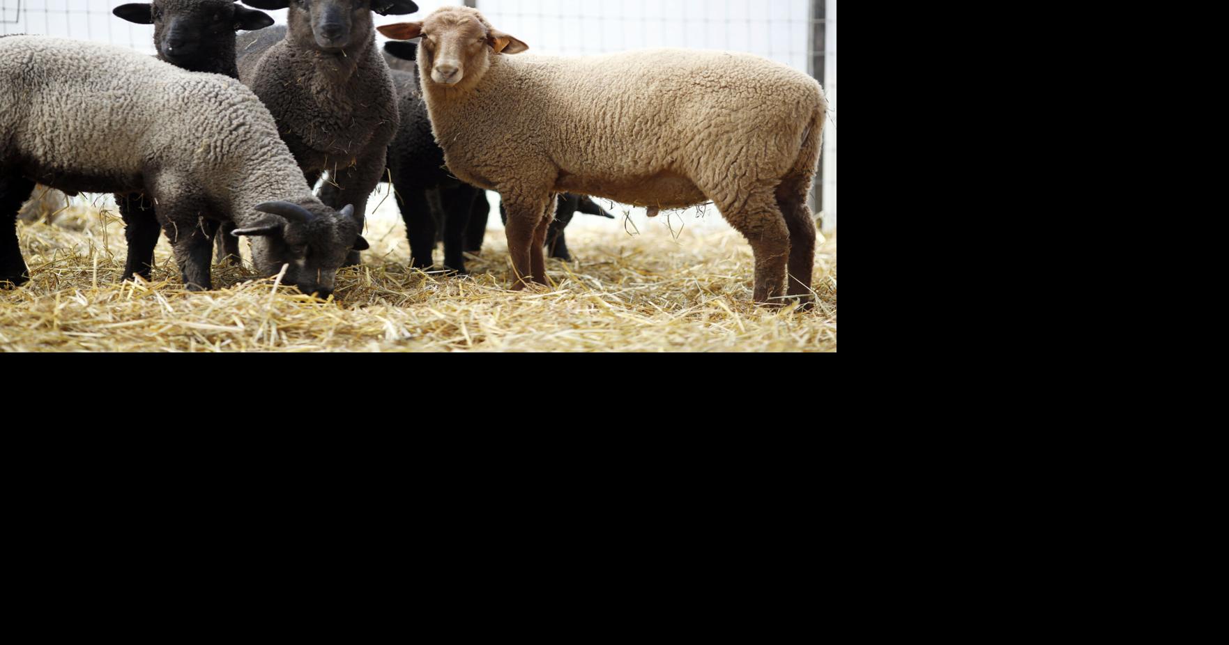 group of sheep stand together | | berkshireeagle.com