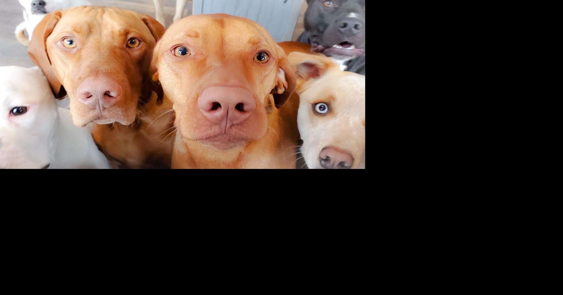 Snouts, day in and day out | Sponsored | berkshireeagle.com