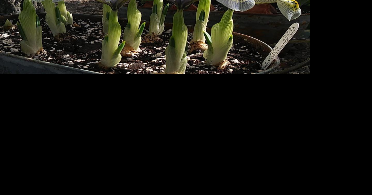 Berkshire Botanical Garden’s annual Bulb Show opens Feb. 24 | Arts and ...