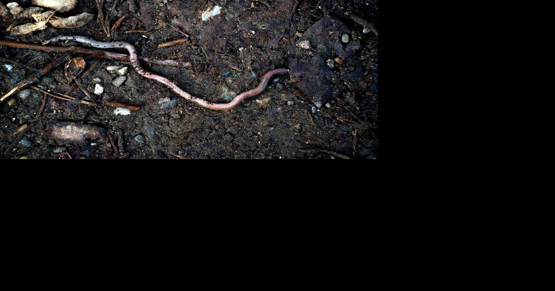 bad earthworms