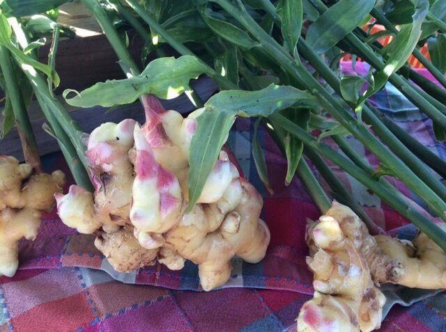 Fresh ginger deserves to be celebrated in its purest form — candied ...
