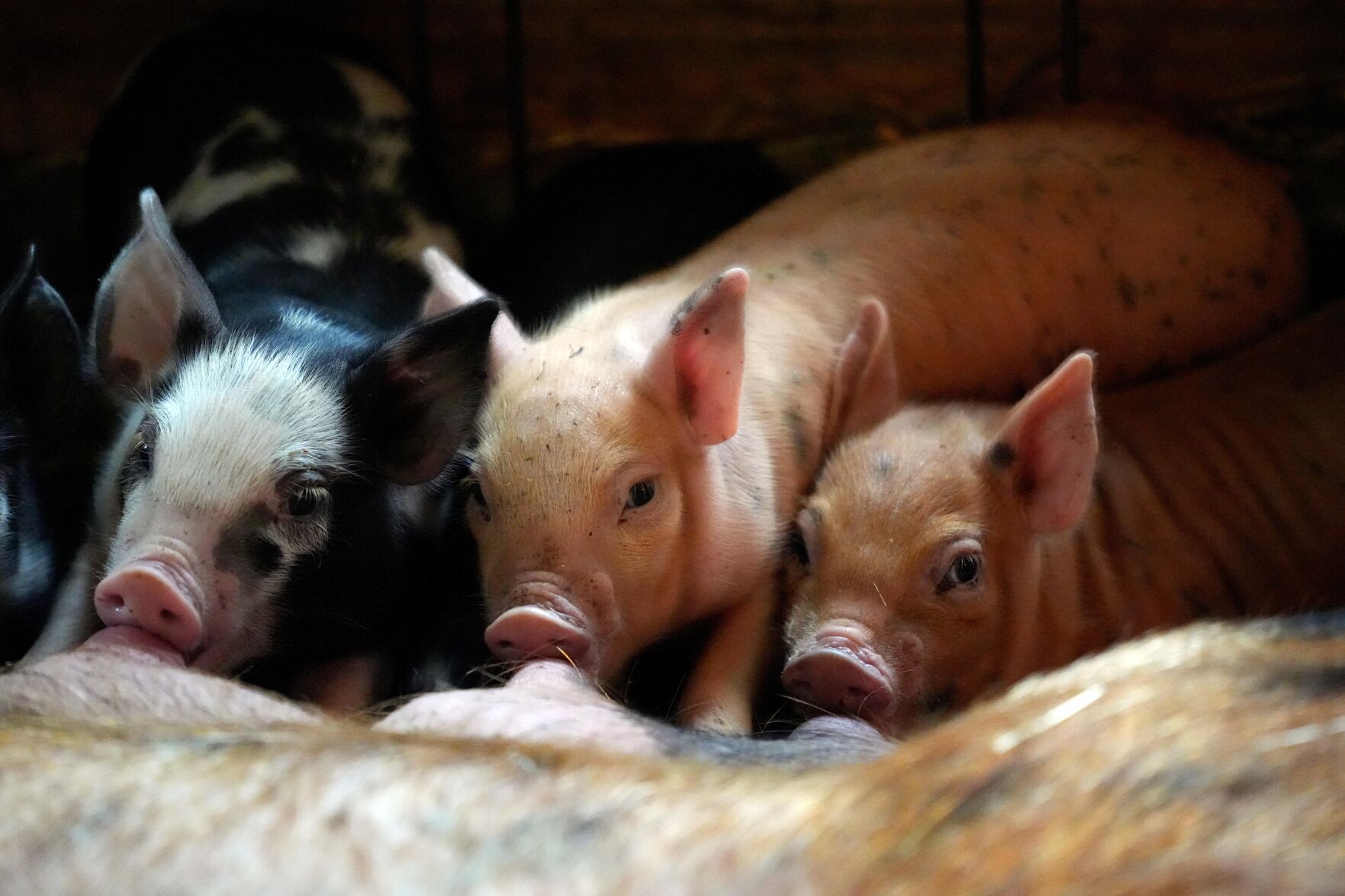 Hancock Shaker Village's Baby Animals Festival celebrates barnyard ...