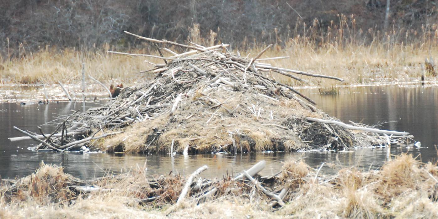 inside a beavers dam