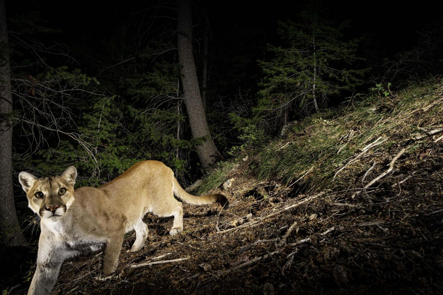 An unconfirmed mountain lion sighting not far from Berkshire County ...