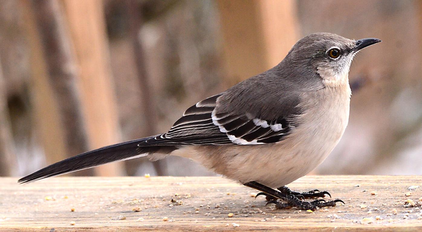 northern mockingbird