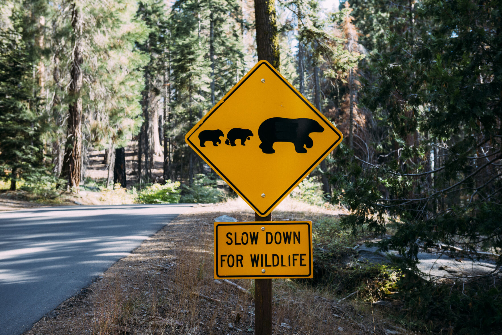 Roadside discovery highlights the harsh realities of evolution and ...