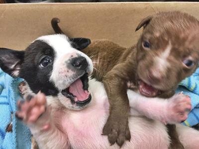 Eleanor Sonsini Animal Shelter seeks information on puppies abandoned ...