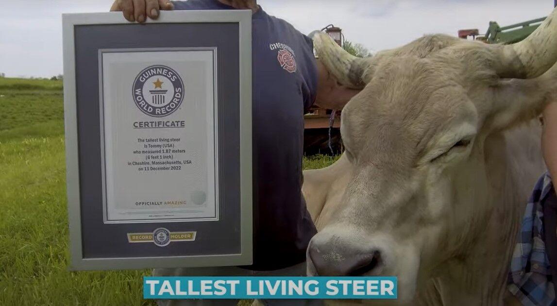 Tommy, Cheshire's favorite Swiss Brown ox, officially named 'Tallest ...