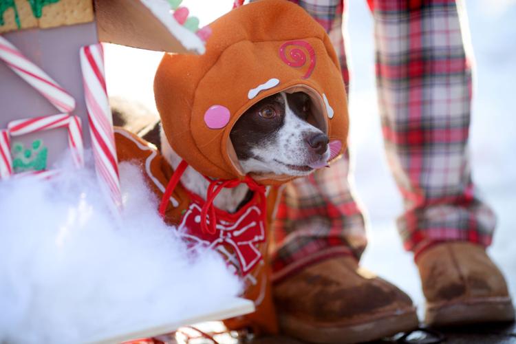 Photos: Annual Reindog Parade in Williamstown | Multimedia | The ...