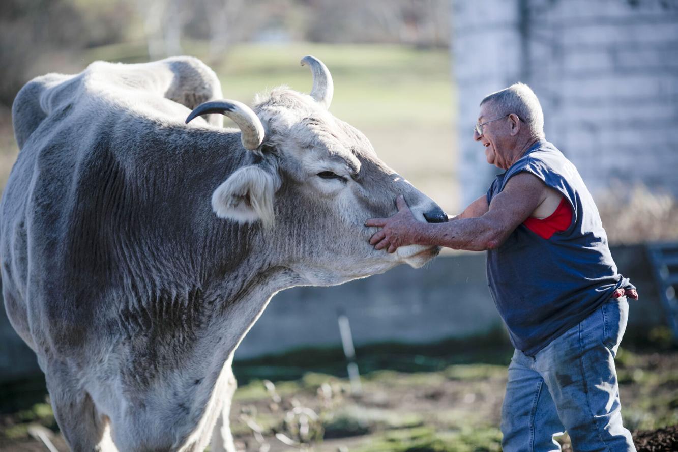 Meet Tommy, the ginormous Brown Swiss ox in Cheshire who has a growing ...