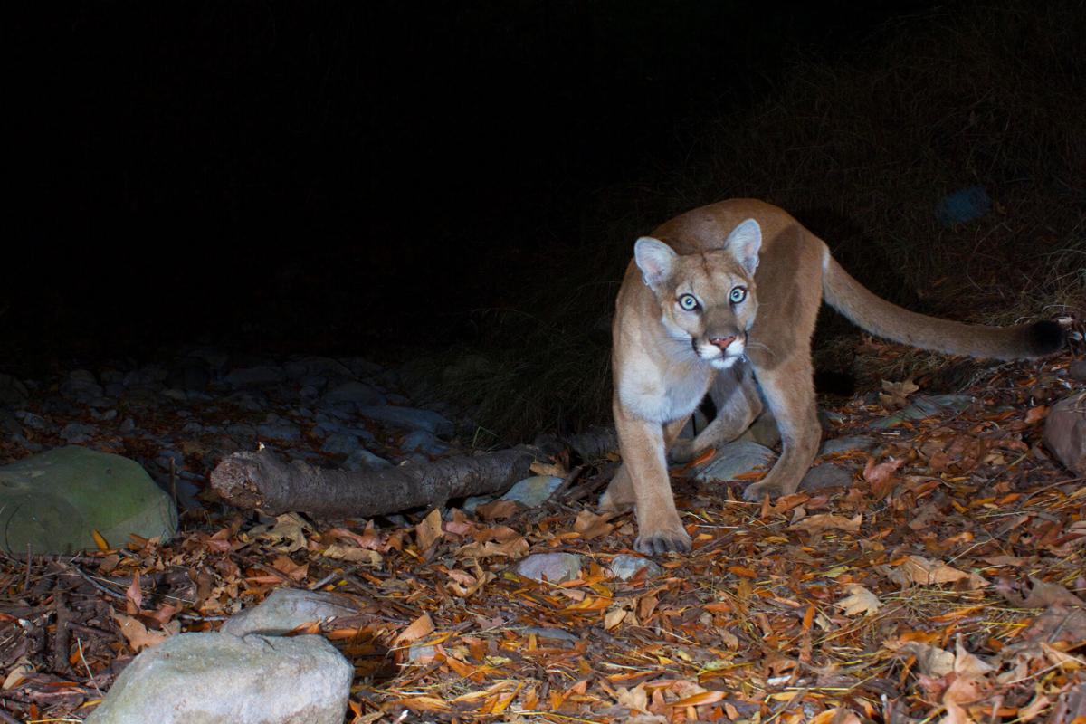 An unconfirmed mountain lion sighting not far from Berkshire County ...