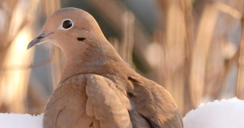 Where have all the birds gone? A lack of snow is keeping them from ...