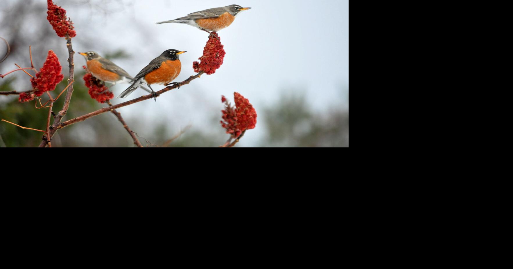 Thom Smith's picks for the best resources to identify birds at your ...