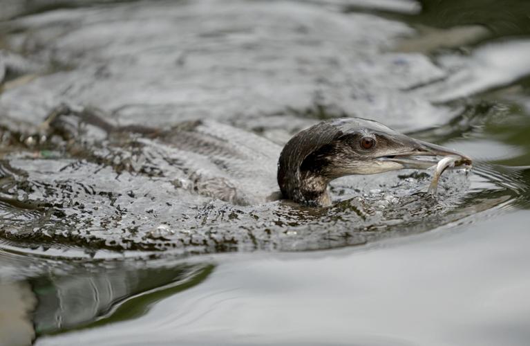 Photos: The cutest animals Berkshire Eagle photographed in 2024 | Local ...