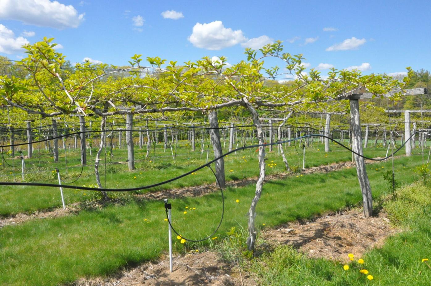 kiwi vineyard