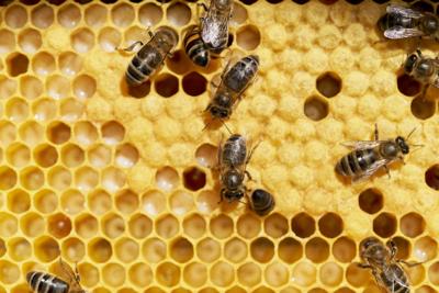 bees working together