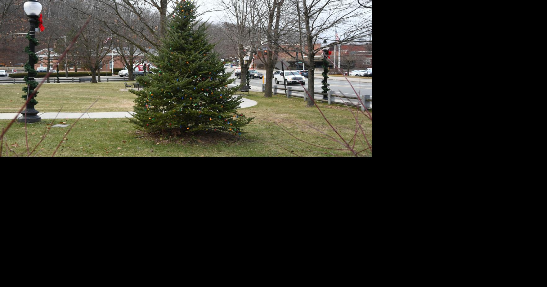 A Christmas tree at the Adams Town Common | | berkshireeagle.com