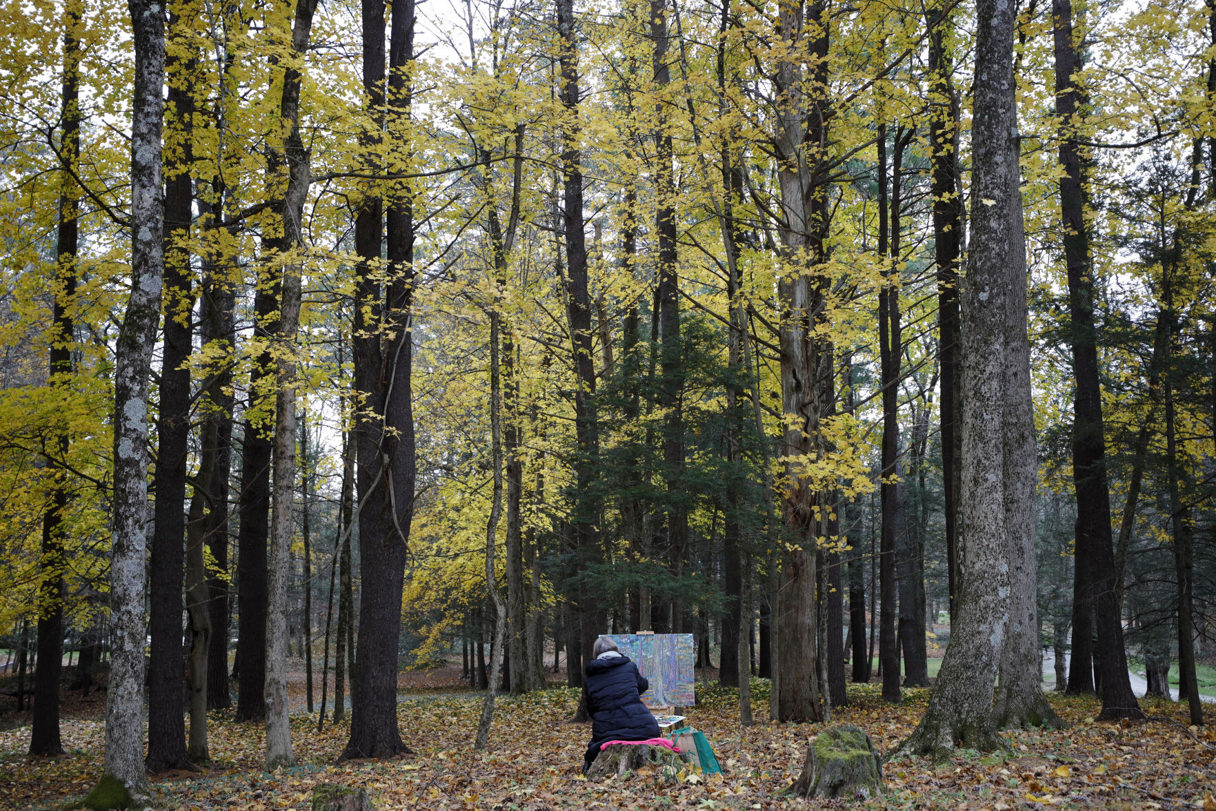 Nancy Friese painting in woods in fall | | berkshireeagle.com