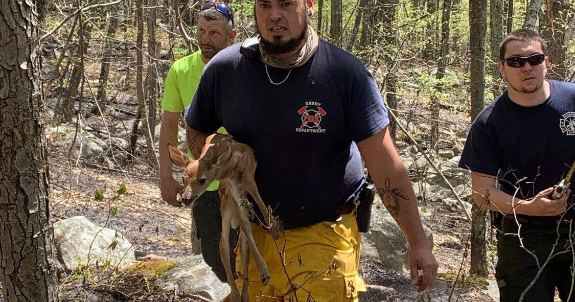 The fire and the fawn: Savoy firefighter rescues dehydrated baby deer ...