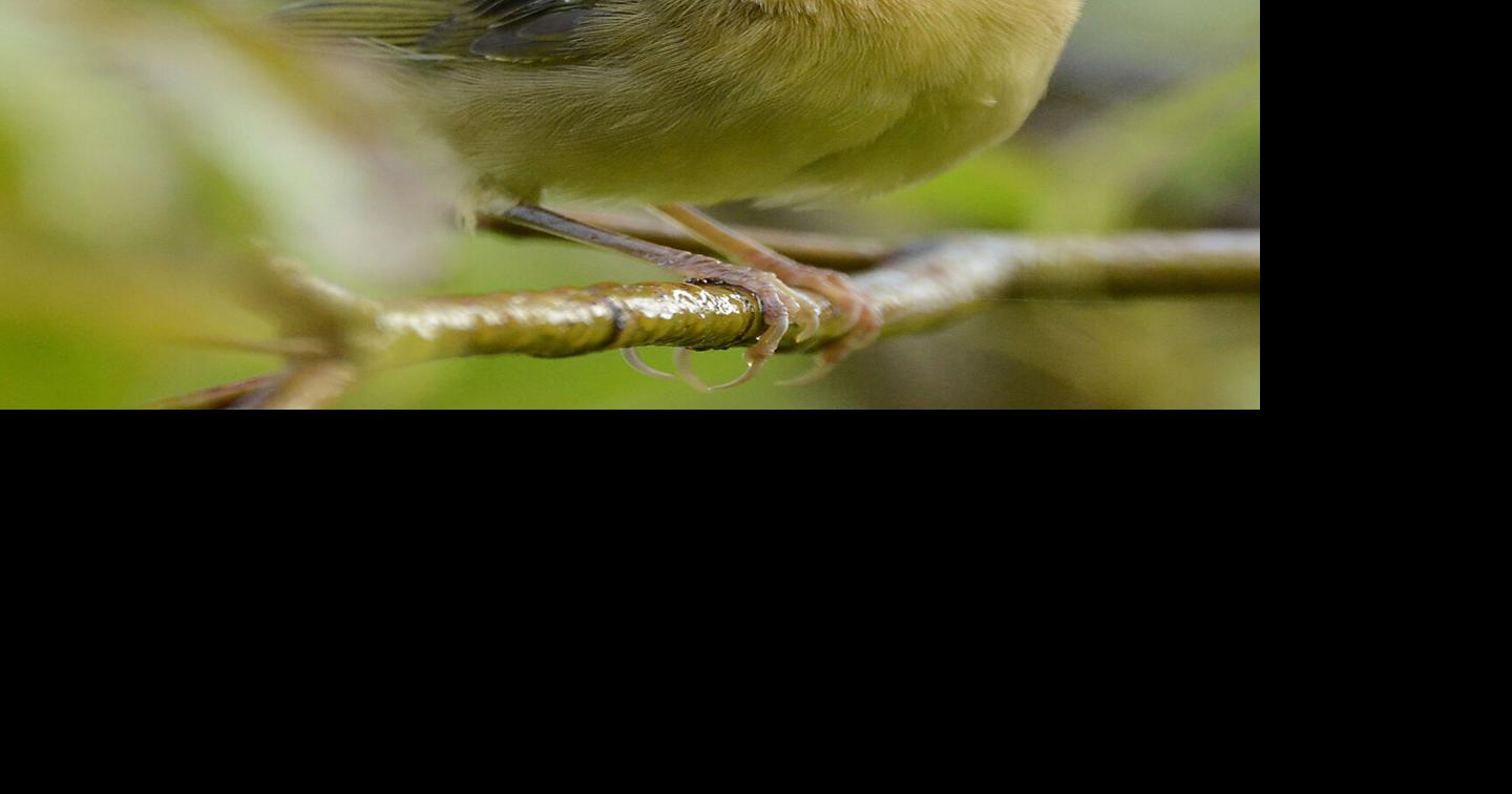 As the days of summer shorten, the southern migration out of Canada is ...